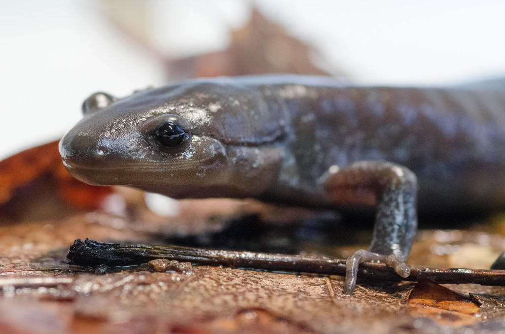 Jefferson Salamander (Amphibians of Massachusetts) · iNaturalist