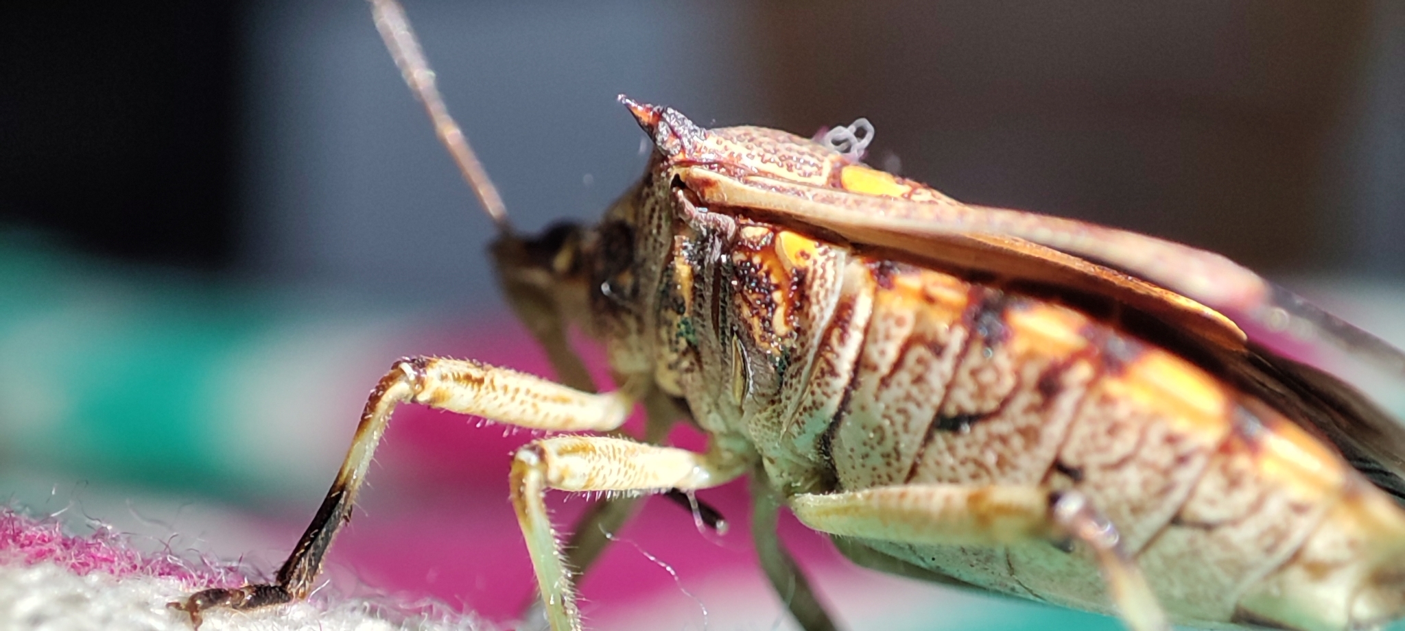 Eocanthecona furcellata (Wolff, 1811)