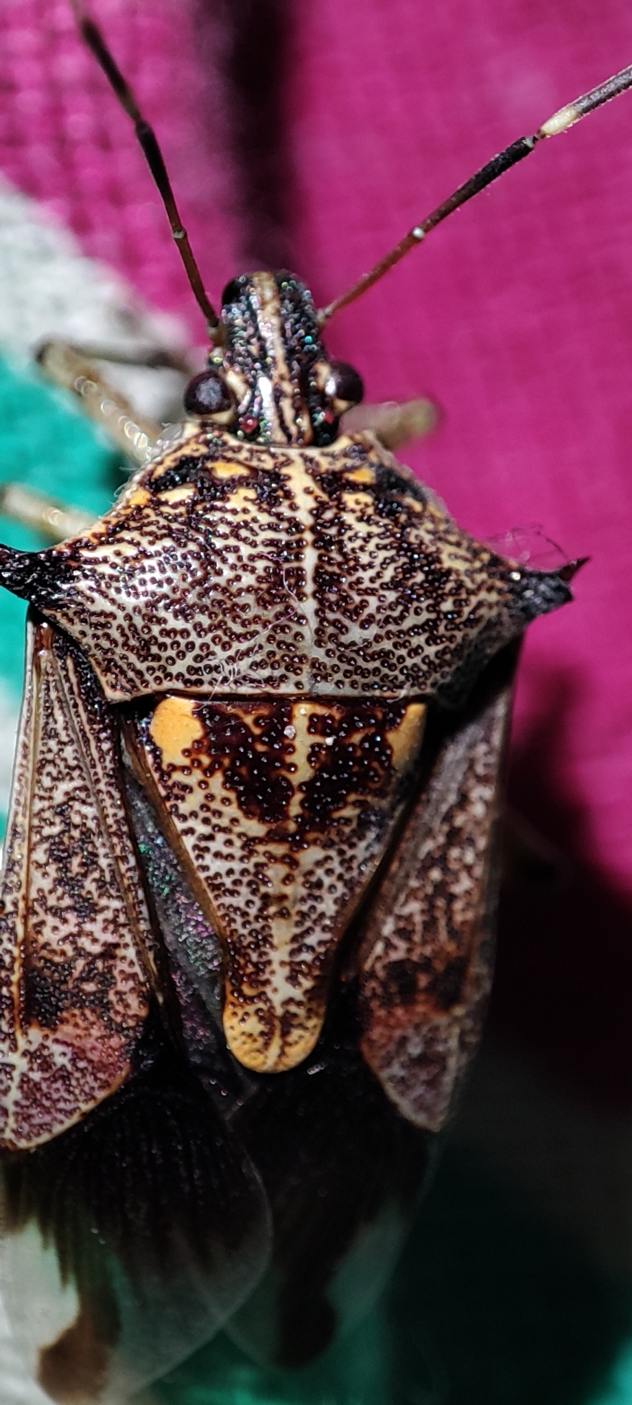 Eocanthecona furcellata (Wolff, 1811)