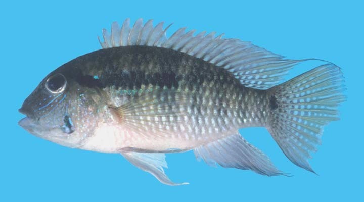 (Bujurquina) - Marine Life Identification