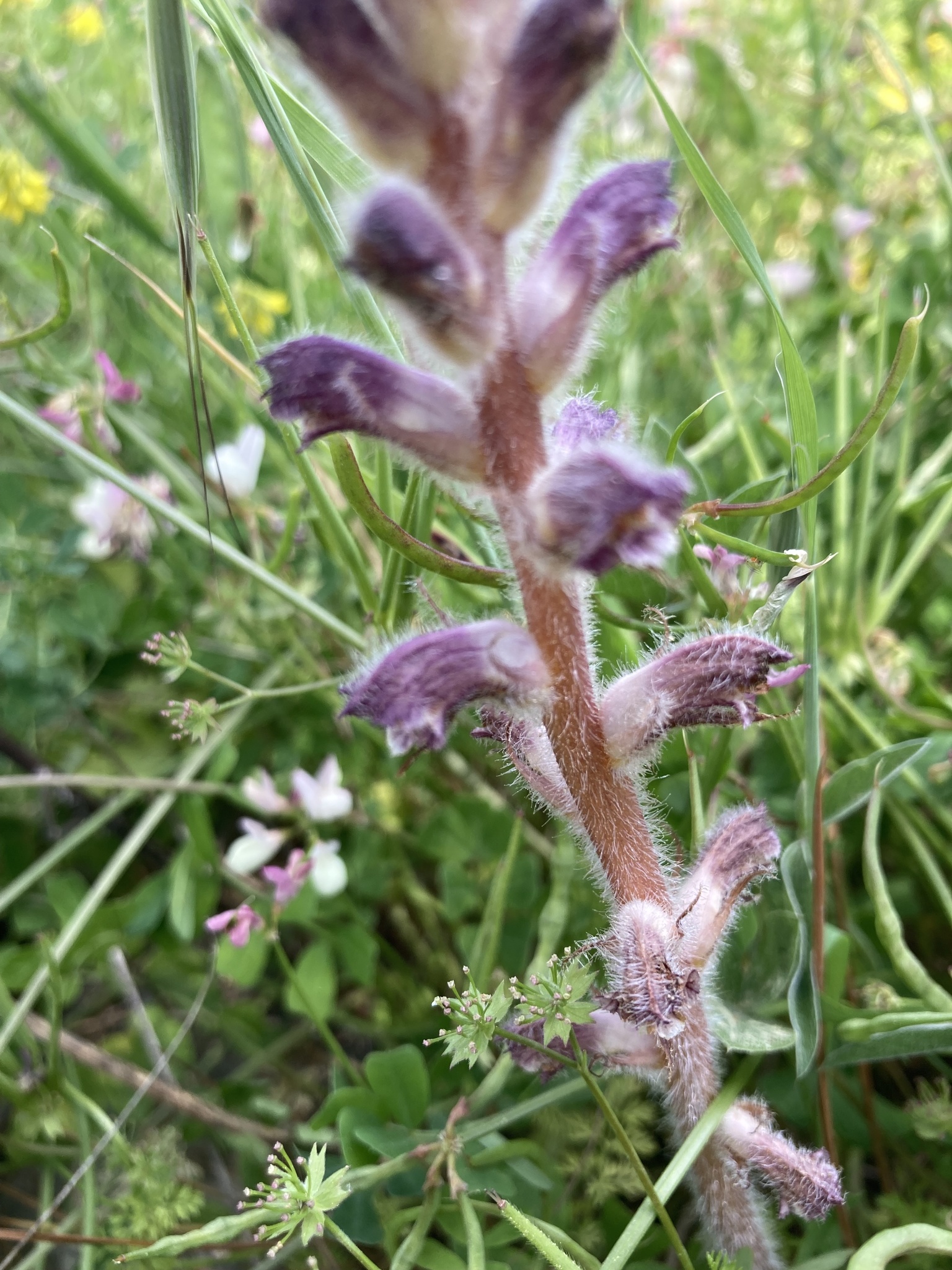 Orobanche pubescens d'Urv.