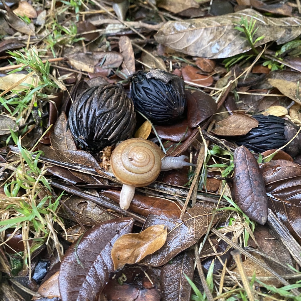 Siamese Common Snail from Faculty of Science Prince of Songkla ...