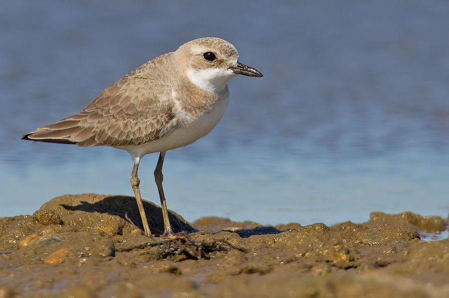 Greater Sand-Plover (Birds of the British Indian Ocean Territory ...