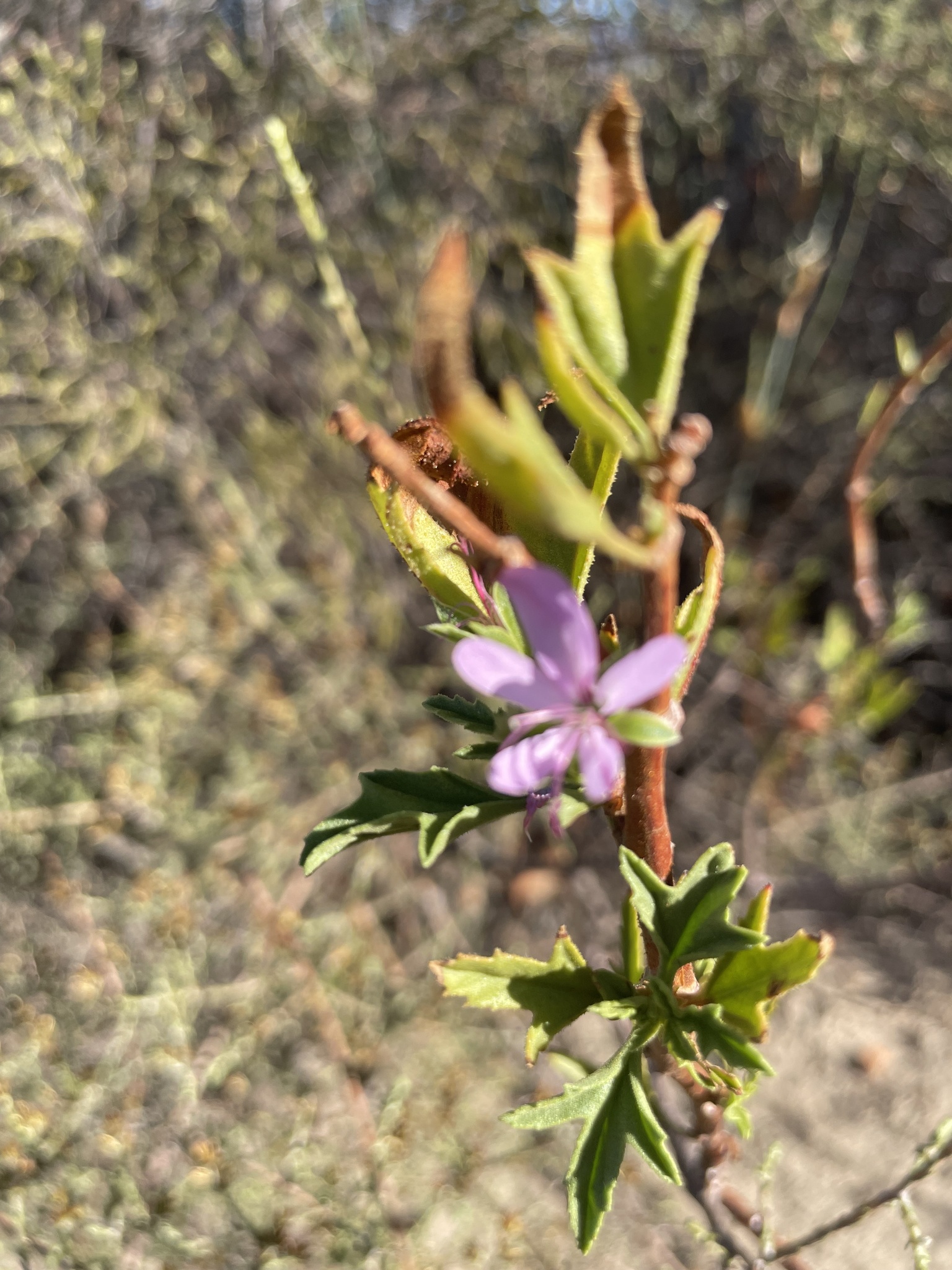 Pelargonium scabrum (L.) L'Hér.