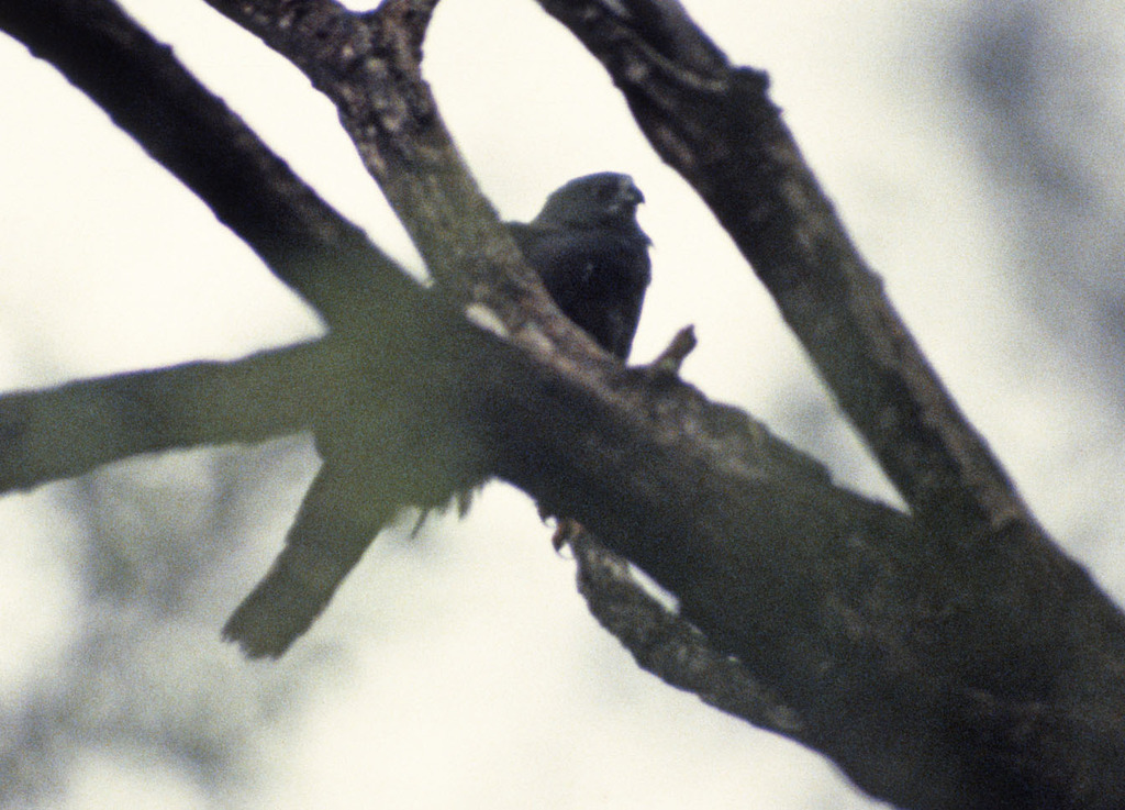 Crane Hawk (Cranes) · iNaturalist