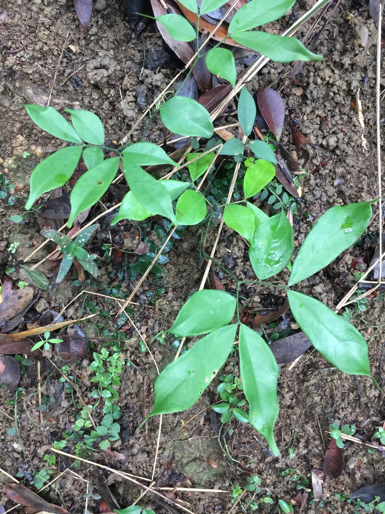 Ficus formosana from Central and Western, Hong Kong on May 2, 2022 at ...