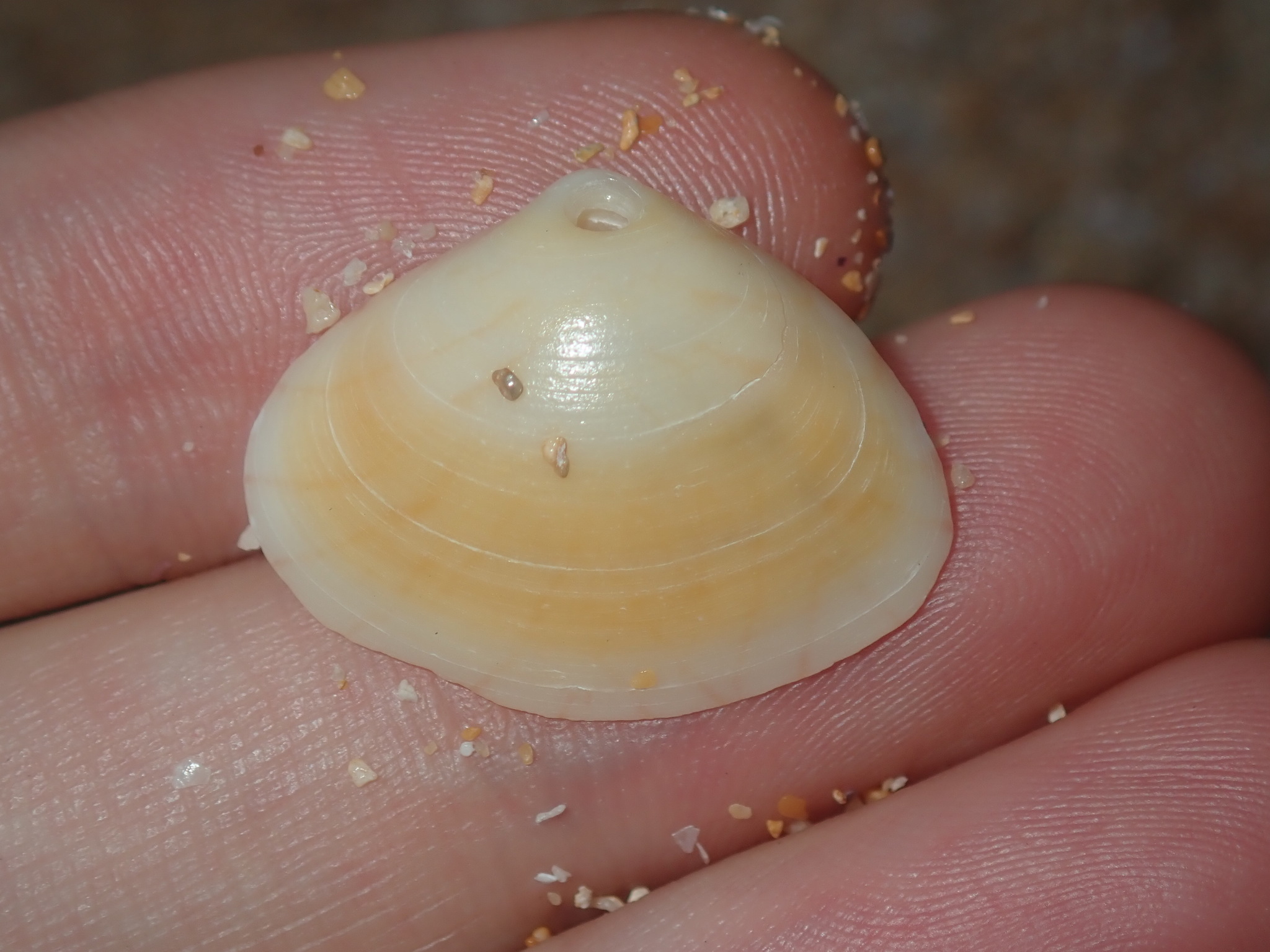 Gomphina undulosa (Lamarck, 1818)