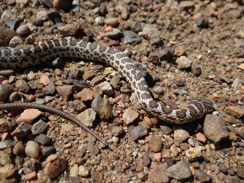 North American Racer from Theodore Roosevelt National Park, South Unit ...
