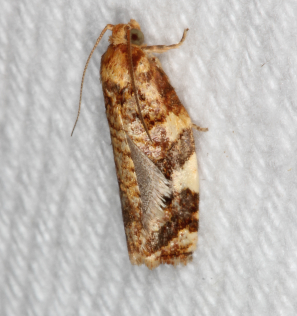 Fruit-tree Leafroller Moth (Moths of Dallas/Fort Worth, Texas) · iNaturalist