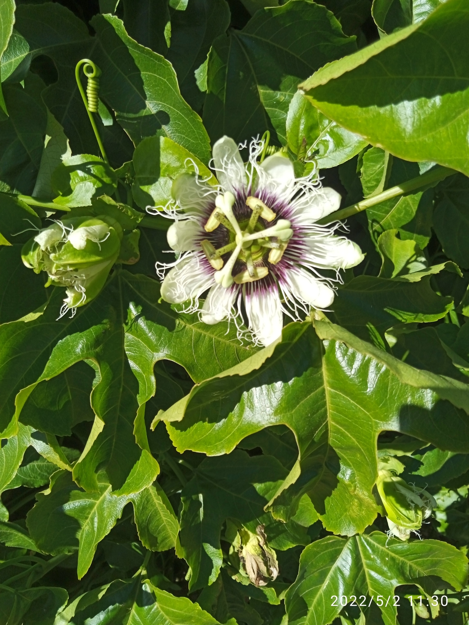 Passiflora edulis f. flavicarpa O.Deg.