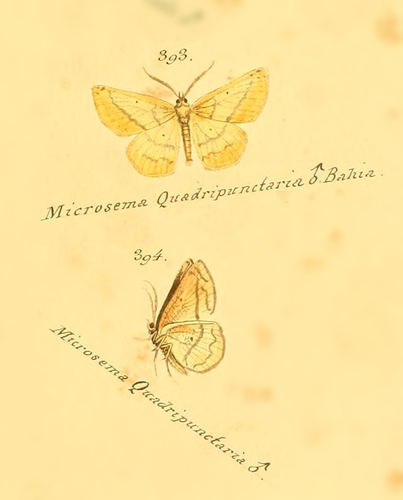 Microsema quadripunctaria · iNaturalist