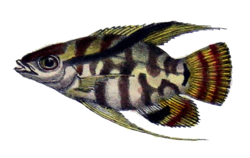 Tocantins Flag Cichlid (Mesonauta acora) · iNaturalist