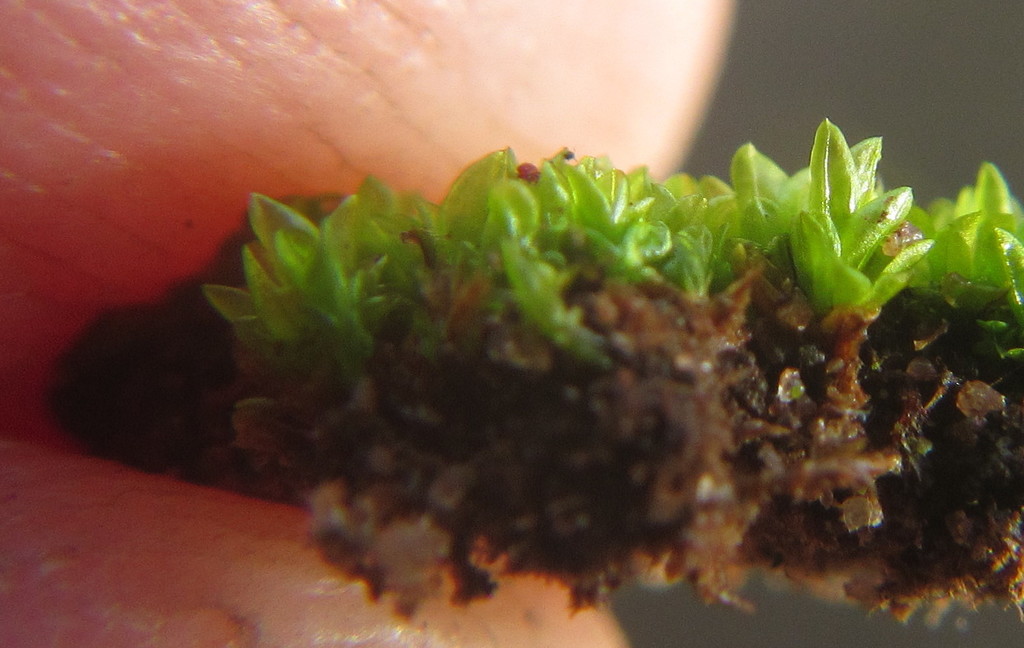 Hyophila Moss (Hyophila involuta) - Botanical Realm