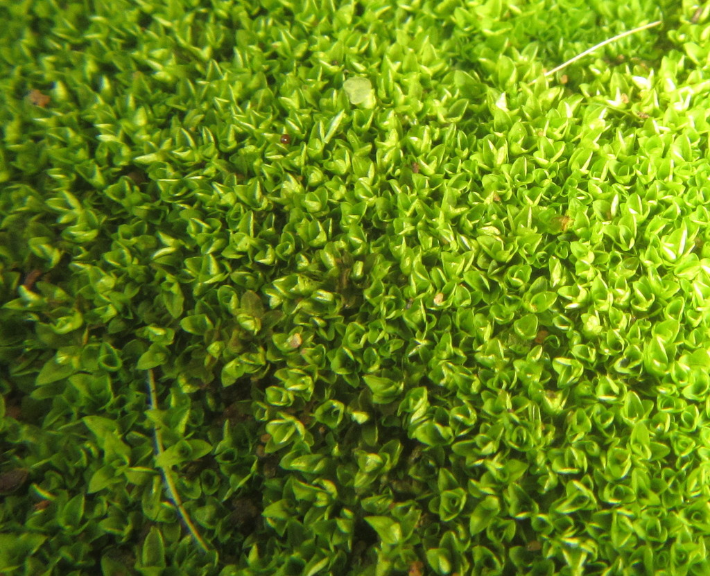 Hyophila Moss (Hyophila involuta) - Botanical Realm