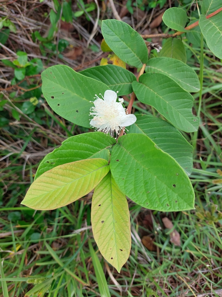 Common guava from Ngong Chong, Hong Kong on May 2, 2022 at 02:11 PM by ...