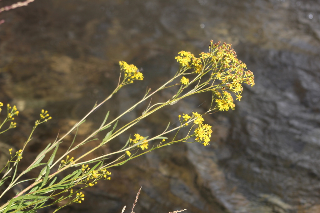 Senecio gregatus from Mkhomazi Wilderness area, South Africa on April ...