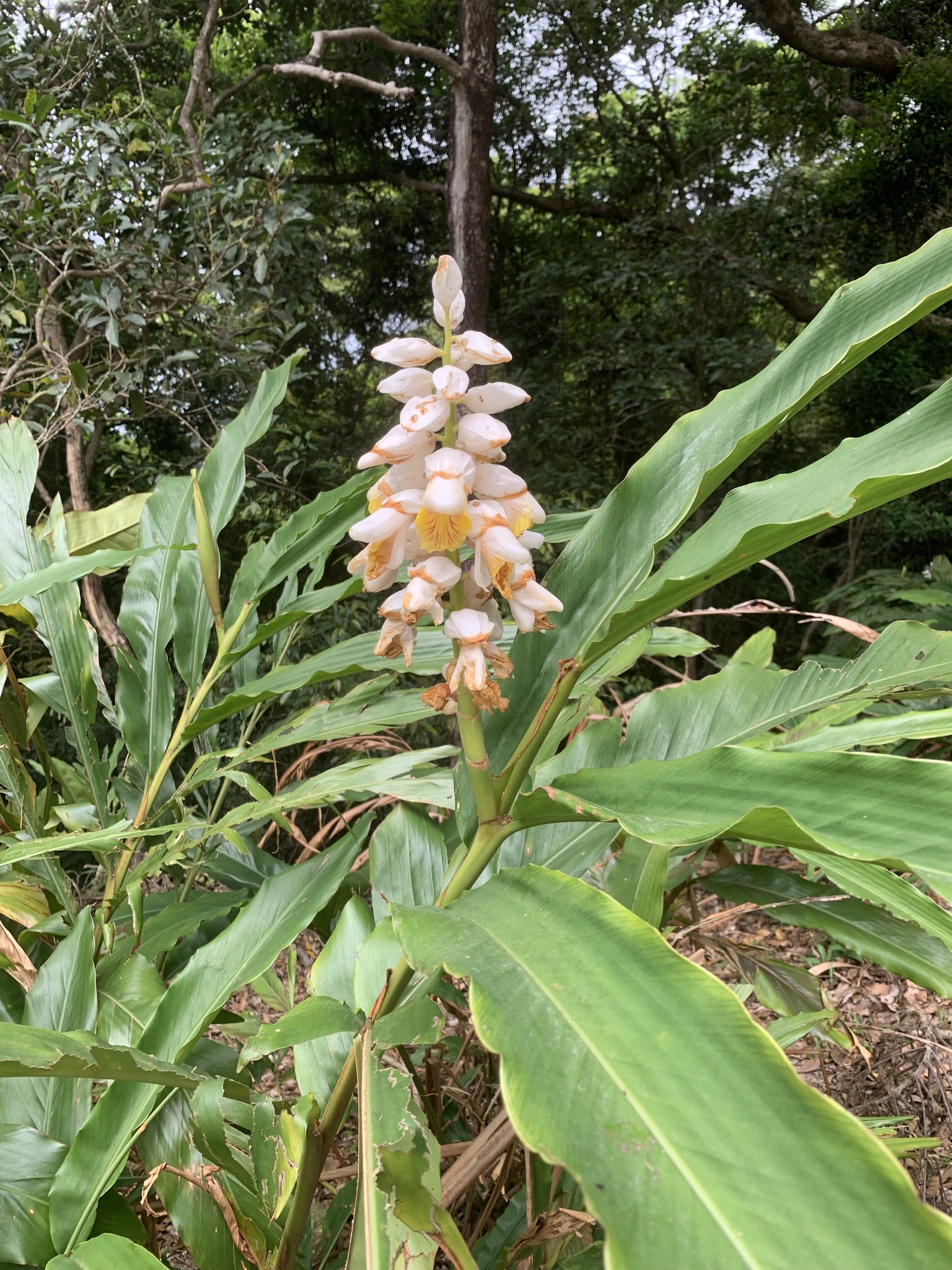 Alpinia hainanensis K.Schum.