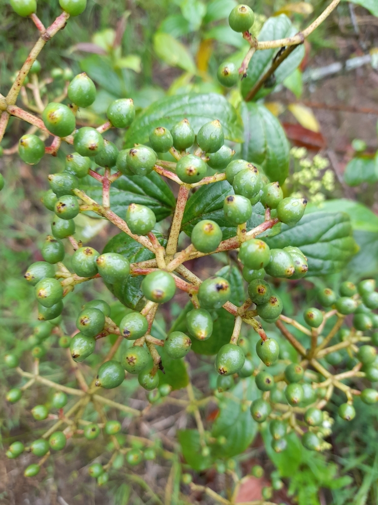 Viburnum triphyllum from Localización: 6.194207 -75.484470 on May 2 ...
