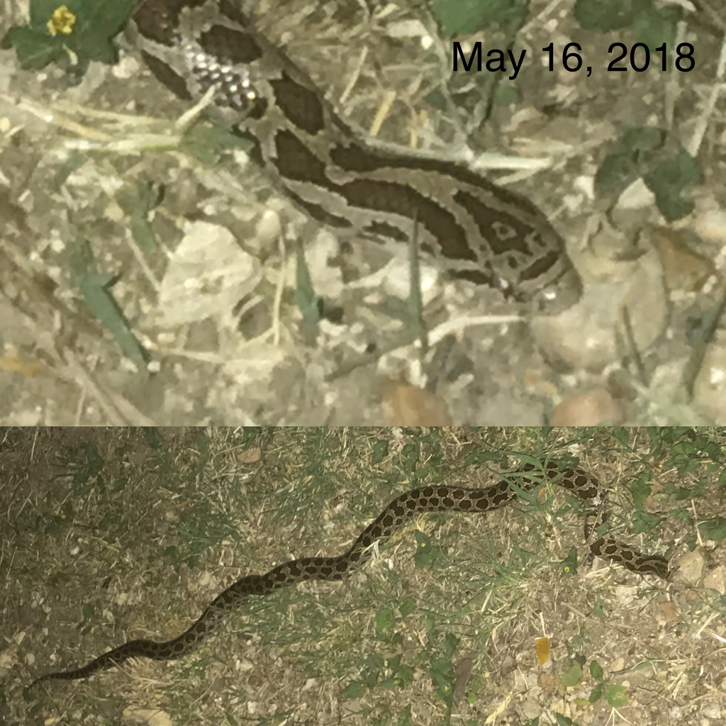 Prairie Kingsnake from Bell County, TX, USA on May 16, 2018 at 11:04 AM ...