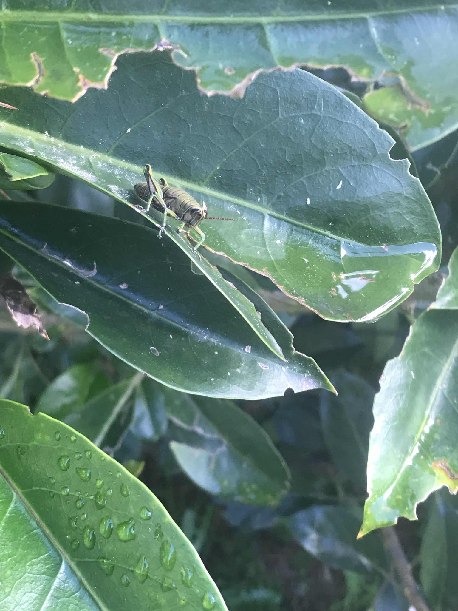 Agesander ruficornis Stål, 1878