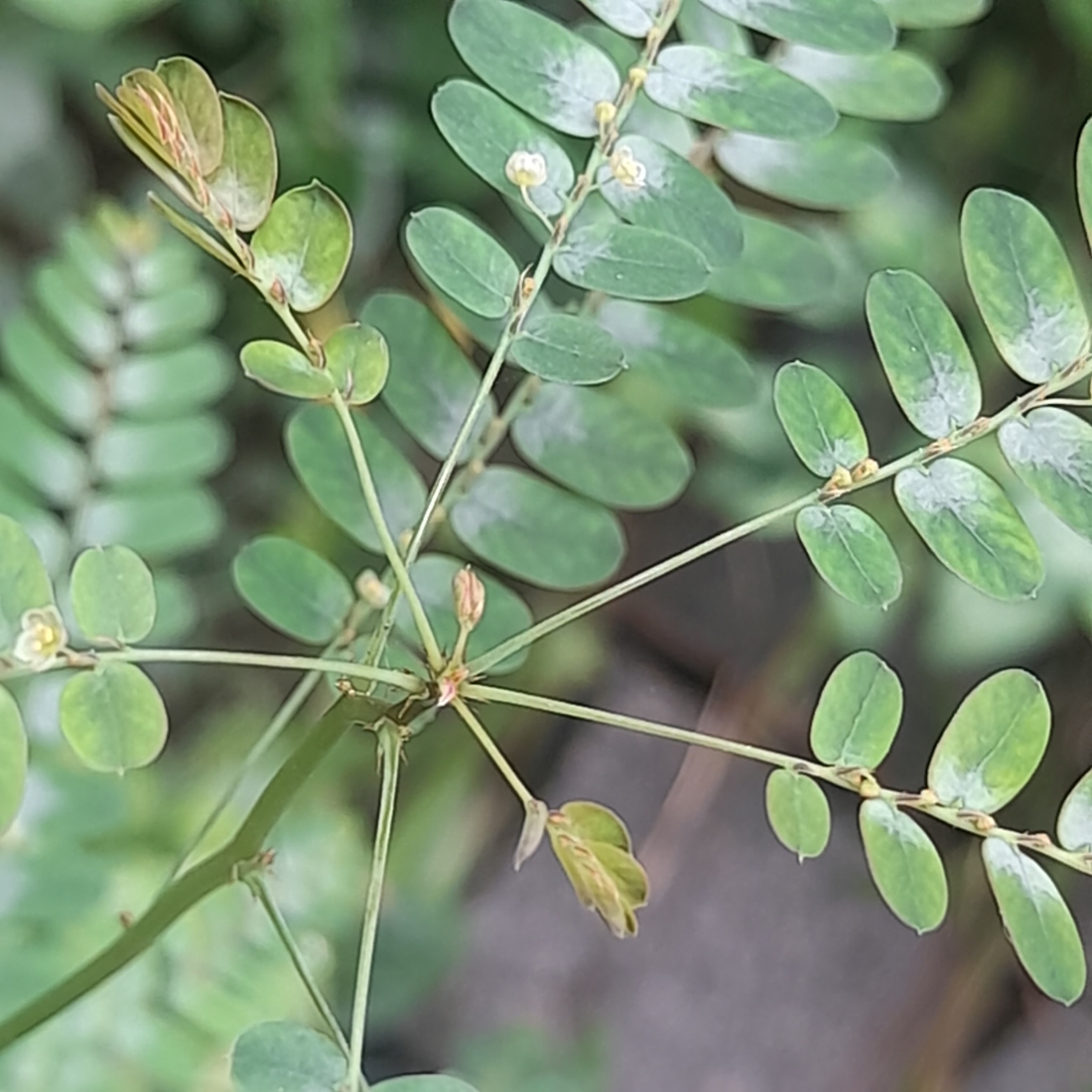 Phyllanthus niruri L.
