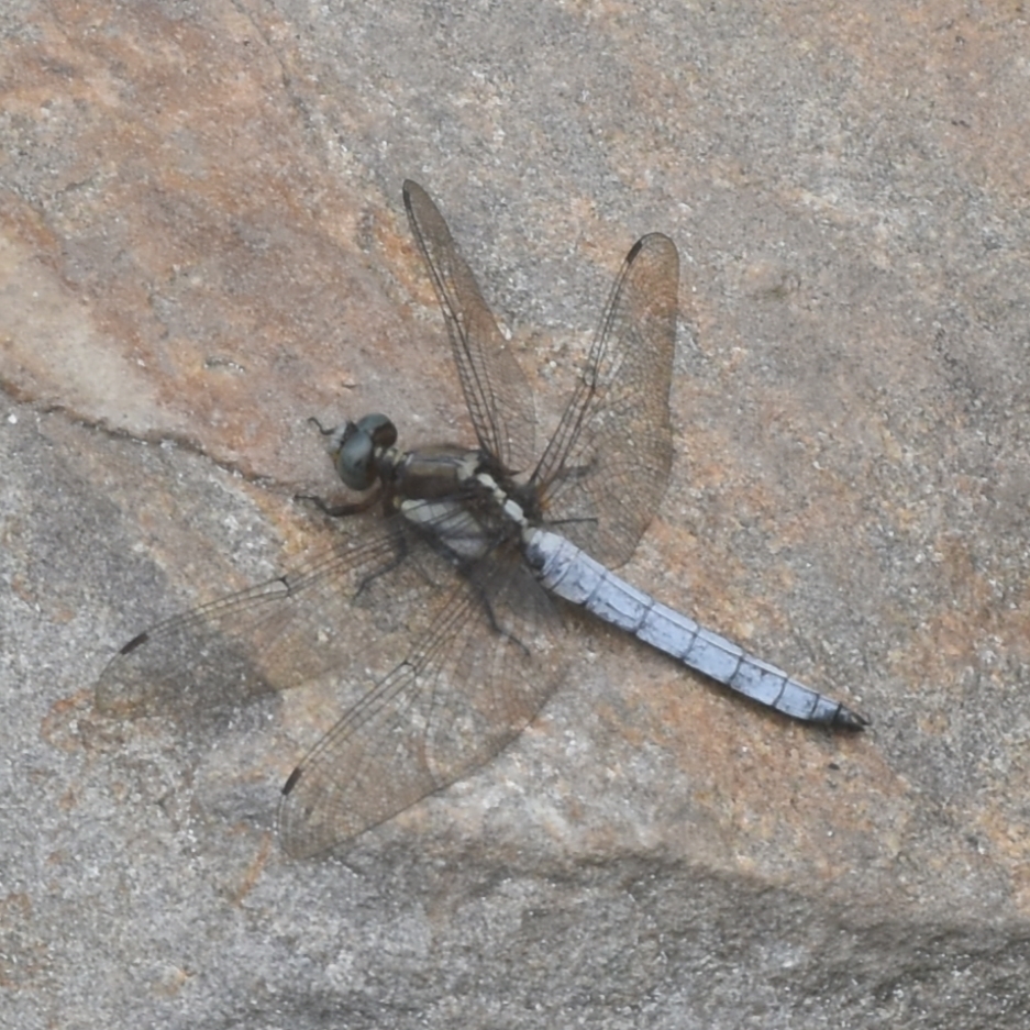 Orthetrum internum
