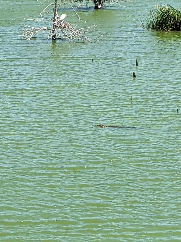 American Alligator from West Campus, Austin, TX 78705, USA on May 02 ...