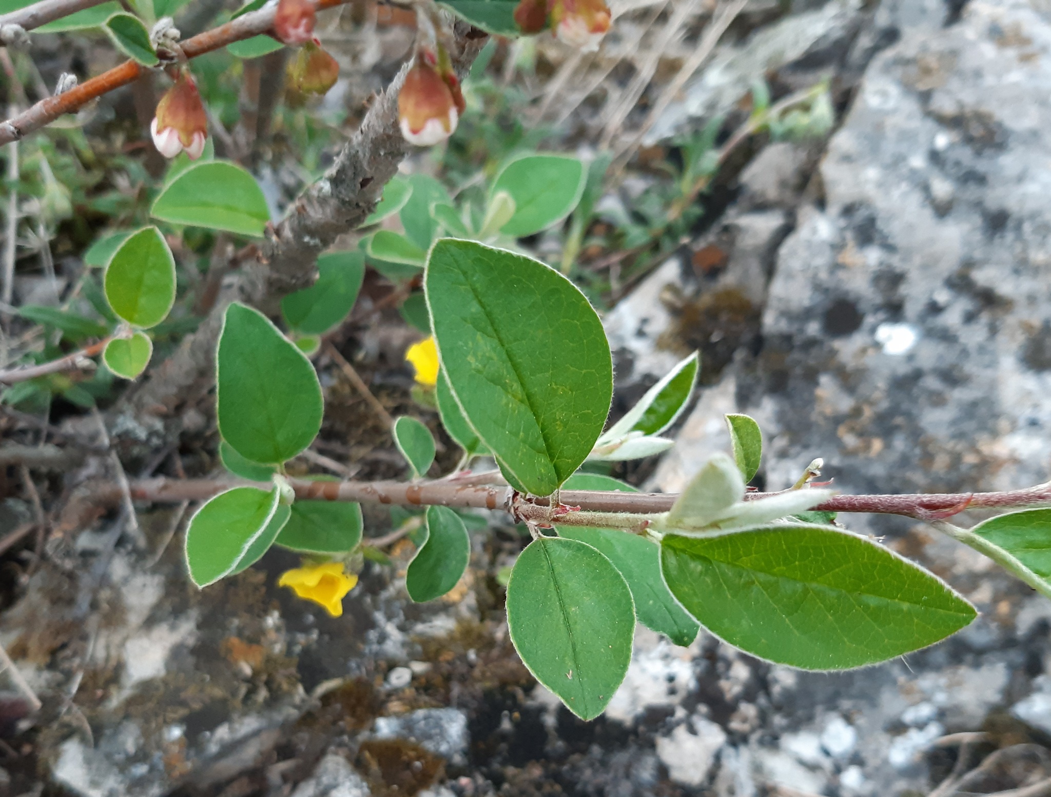 Cotoneaster integerrimus Medik.