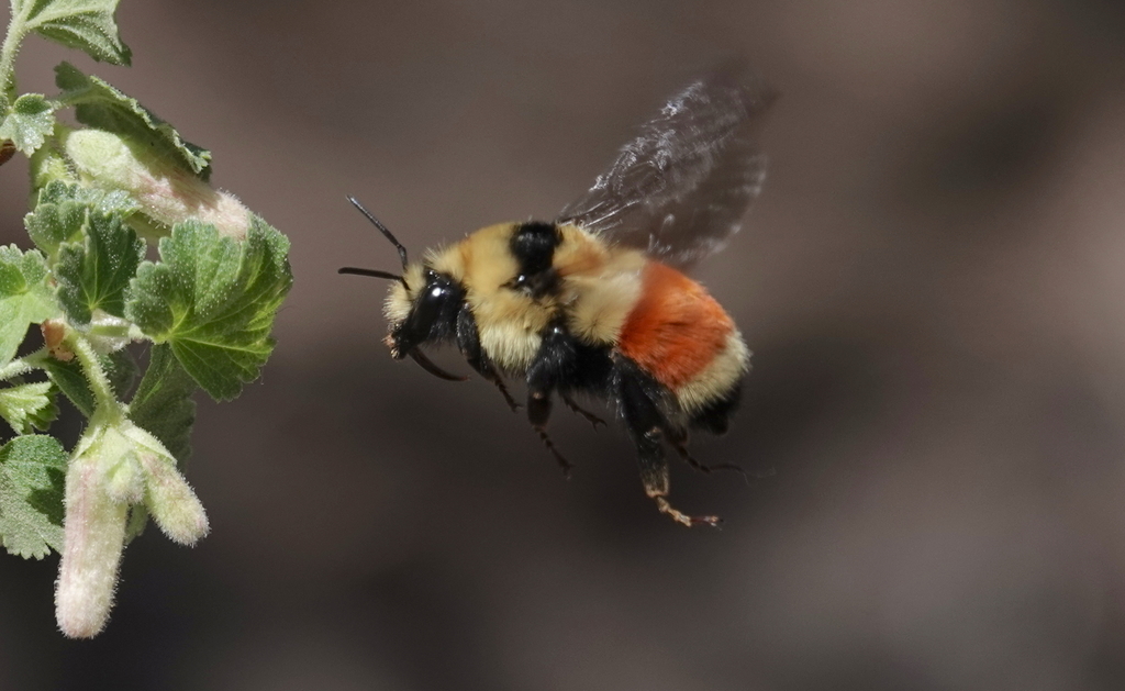 Hunt's Bumble Bee from Lower Lake Mary, 296, Coconino County, AZ, USA ...