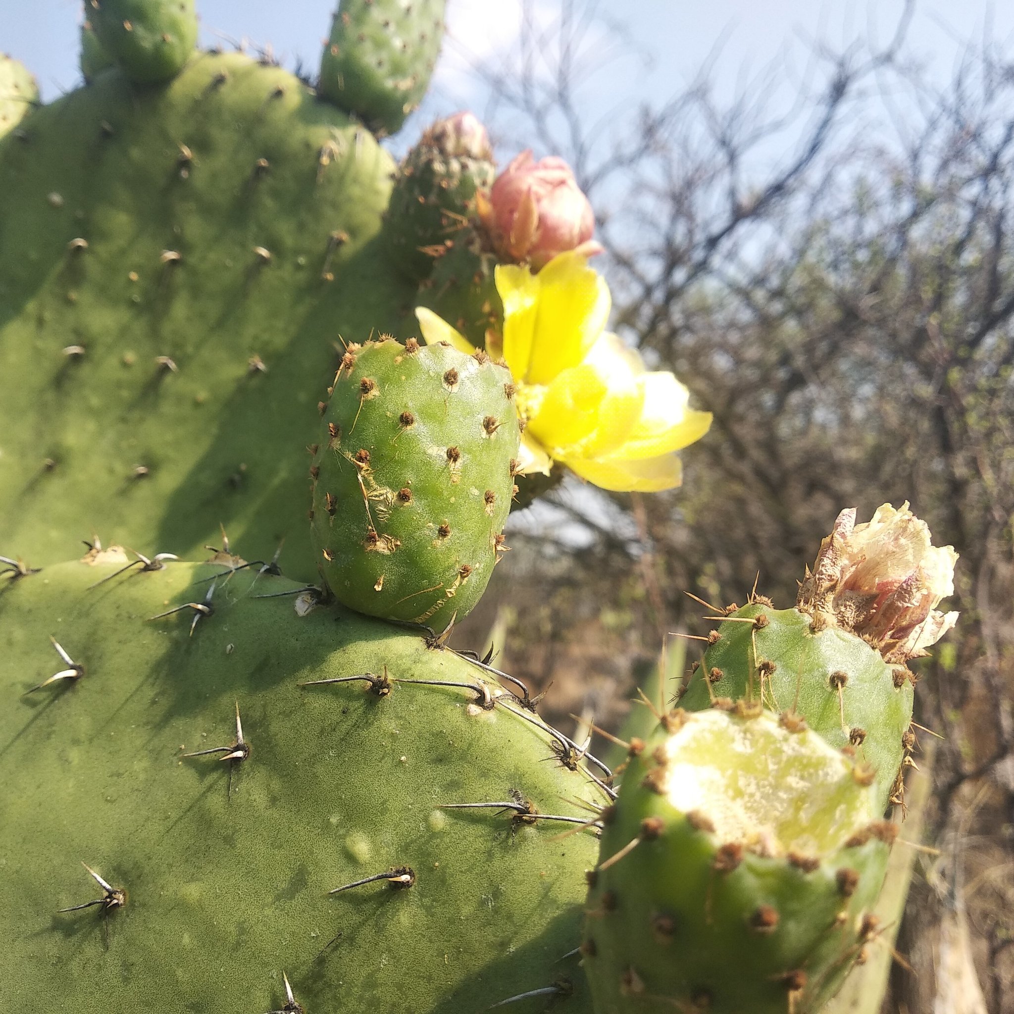 Opuntia streptacantha Lem.