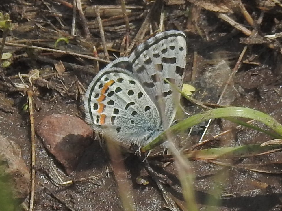 Square-spotted Blue (Yosemite National Park Butterfly Guide 🦋 ...