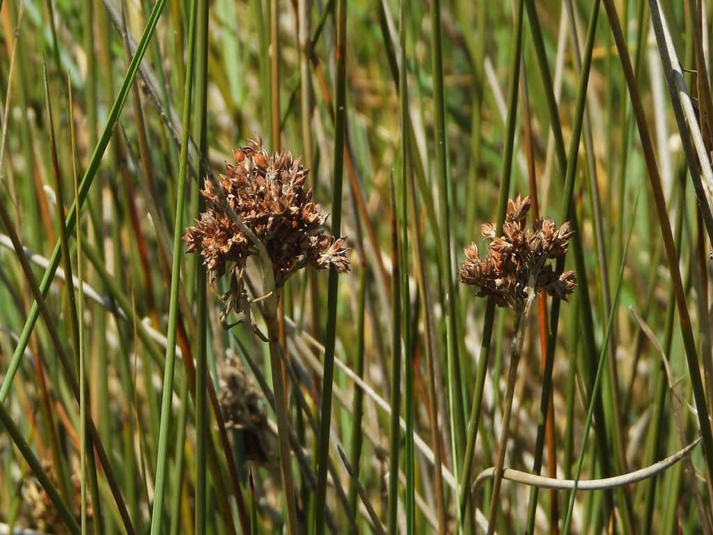 spiny rush from La Capelière - Francia on May 01, 2022 at 01:59 PM by ...