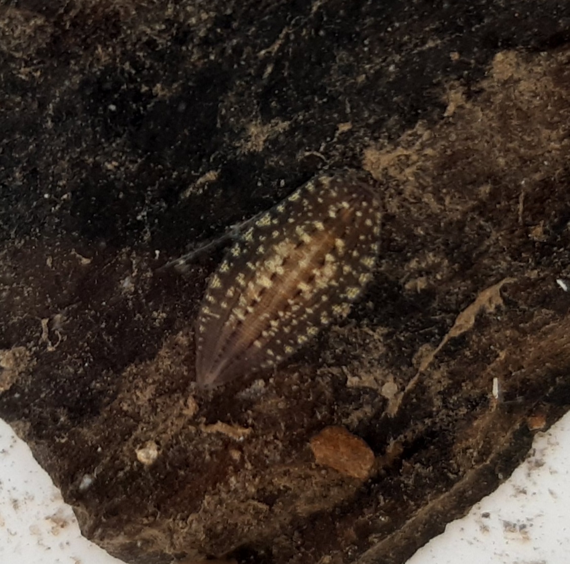 Glossiphonia complanata (Linnaeus, 1758)