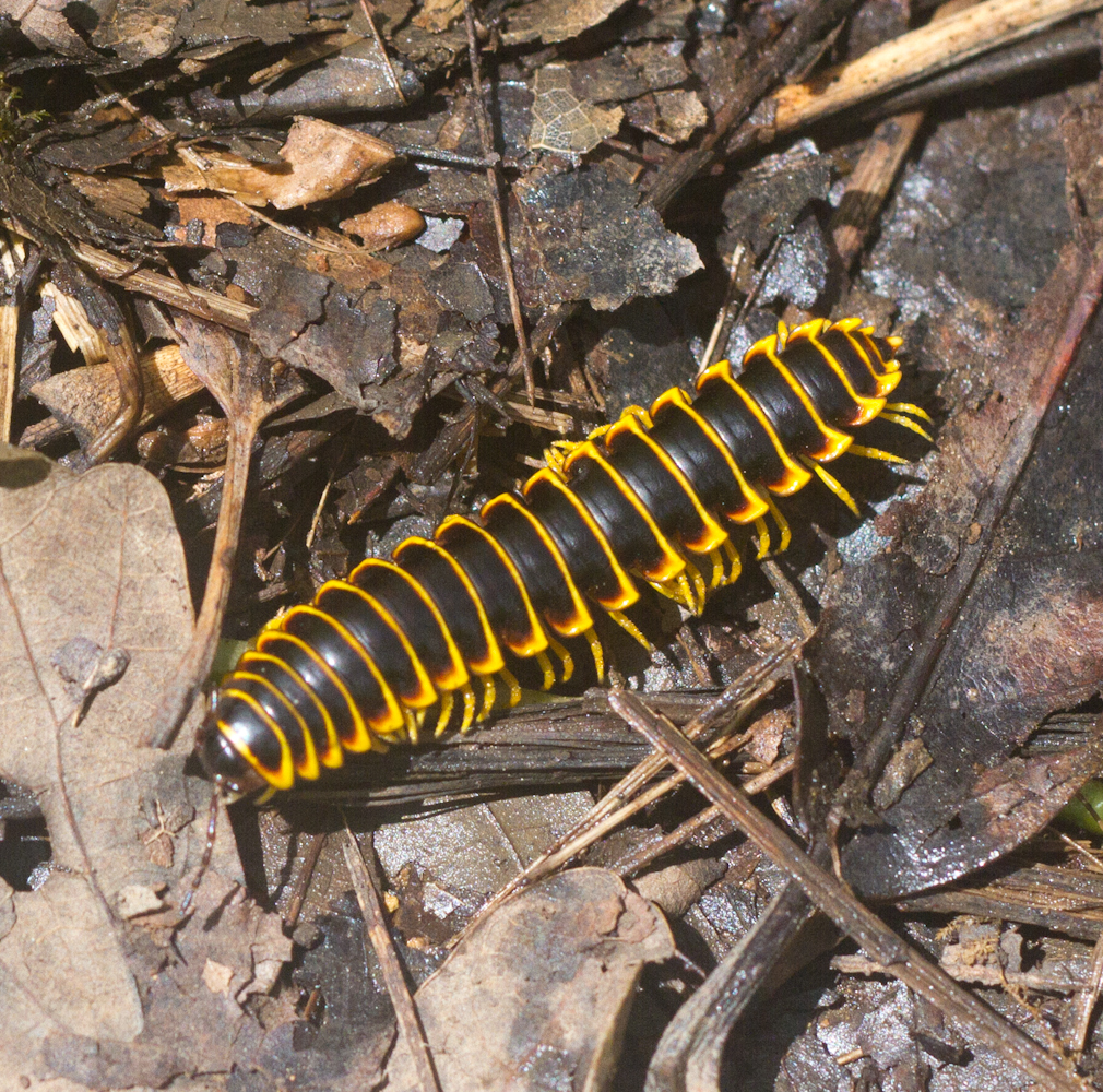 Black-and-gold Flat Millipede from 4274 Waggoner Riffle Rd, West Union ...