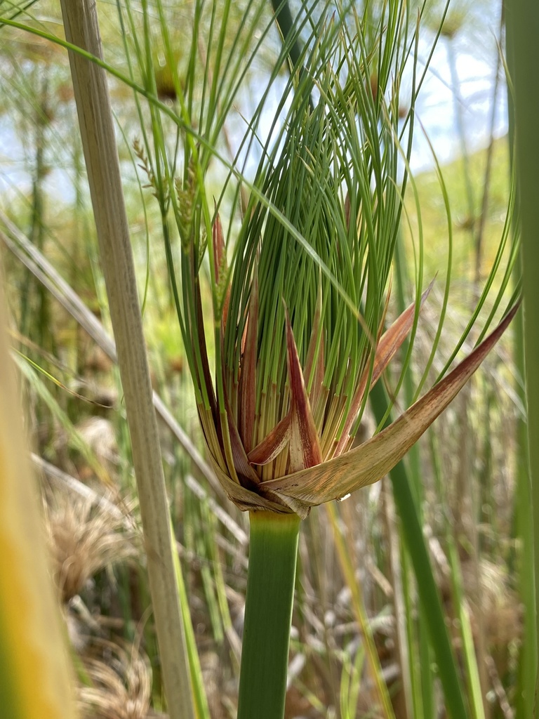 Papyrus sedge (Cyperus papyrus) - Botanical Realm