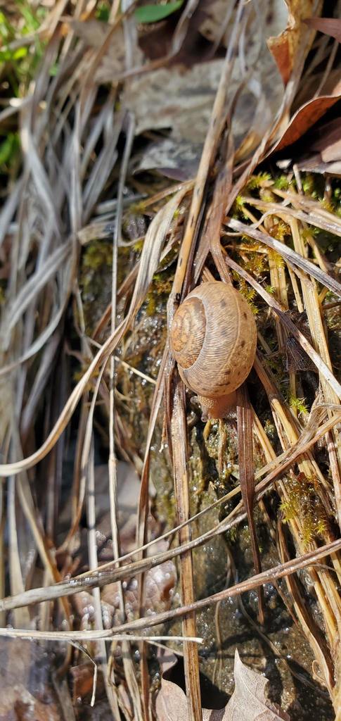 Polygyridae from Baxter County, AR, USA on April 27, 2022 at 10:00 AM ...