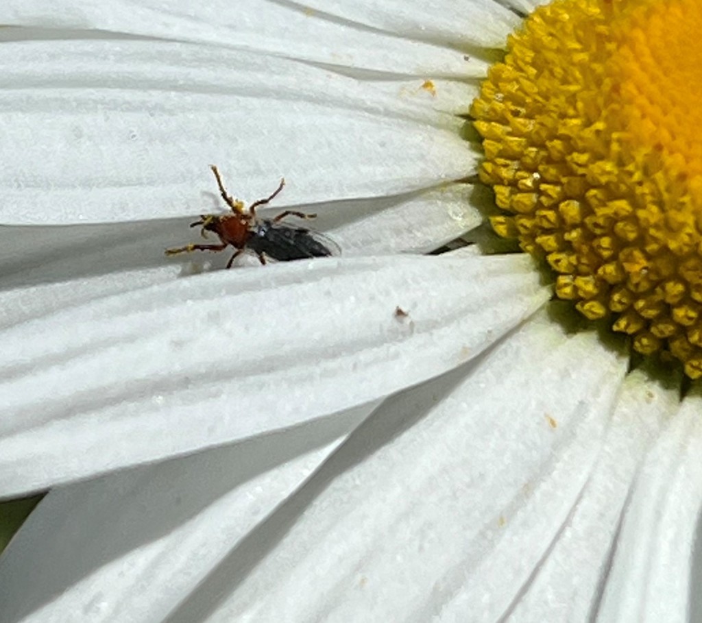 Dilophus from Los Cerritos, Long Beach, CA, USA on May 01, 2022 at 12: ...
