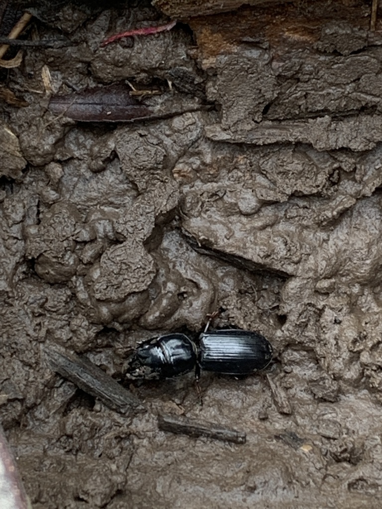 Big-headed Ground Beetle from Dubray Dr, Saint Peters, MO, US on May 2 ...