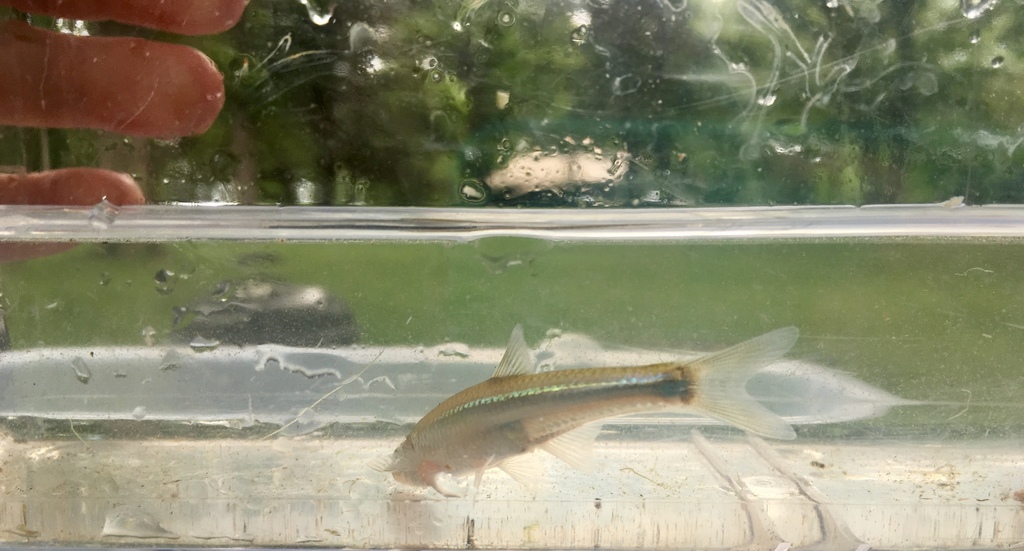 Emerald shiner (SD Fish Passage Guide ) · iNaturalist
