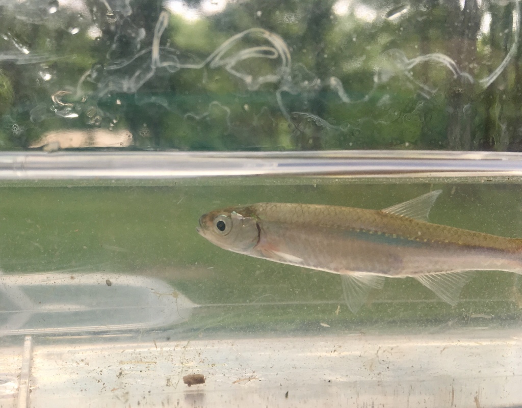 Emerald shiner (SD Fish Passage Guide ) · iNaturalist