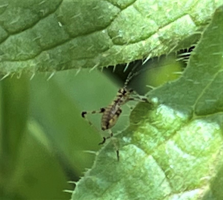 Mediterranean Katydid from Los Cerritos, Long Beach, CA, USA on May 01 ...