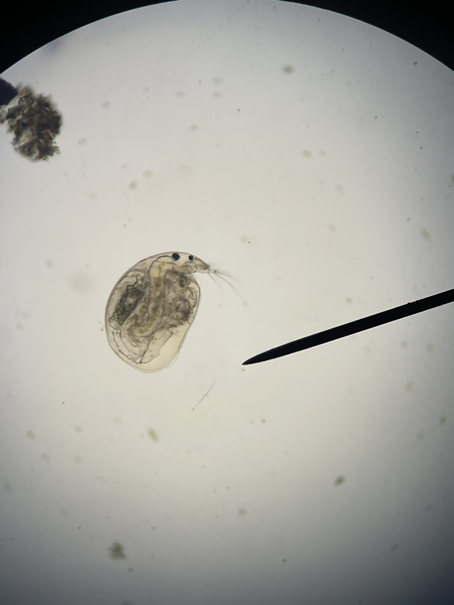 Alona guttata Sars, 1862