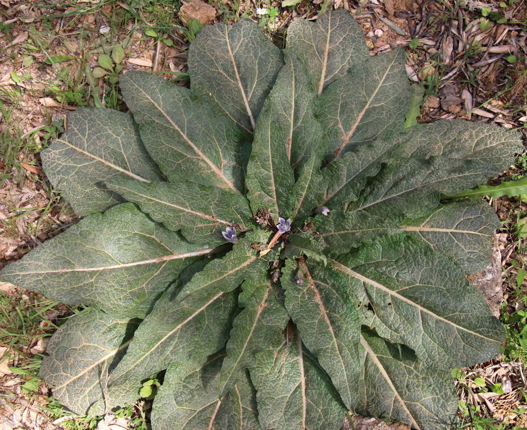 mandrakes (Mandragora) - Botanical Realm