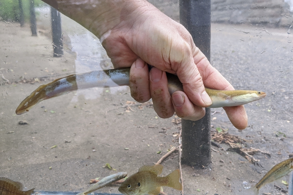 American Eel in May 2022 by k_a_christopher. Observed and ID'd by ...