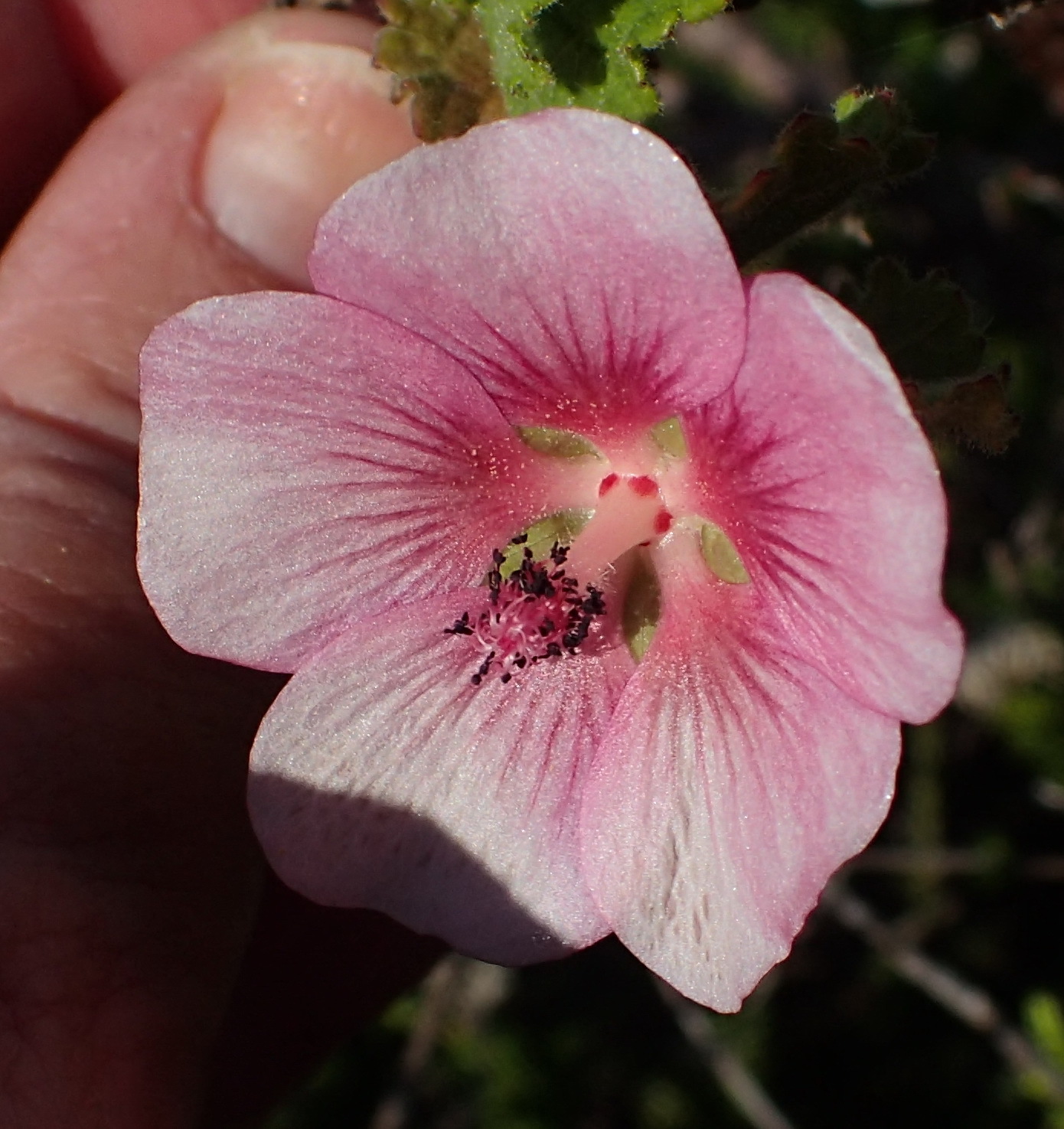 Anisodontea scabrosa (L.) D.M.Bates