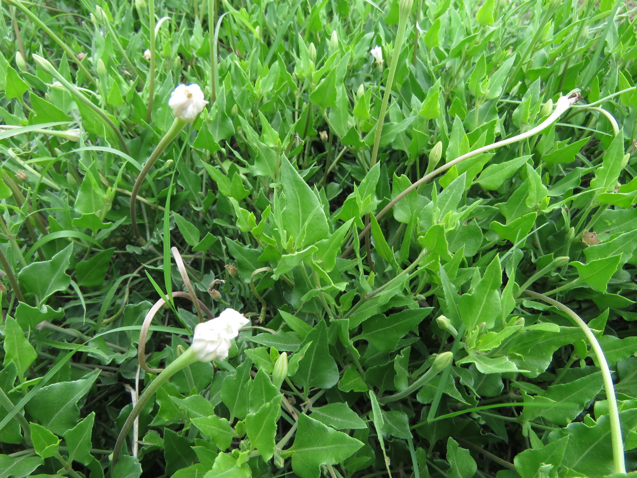 Acleisanthes longiflora A.Gray