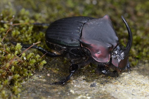 Subspecies Phanaeus pyrois funereus · iNaturalist