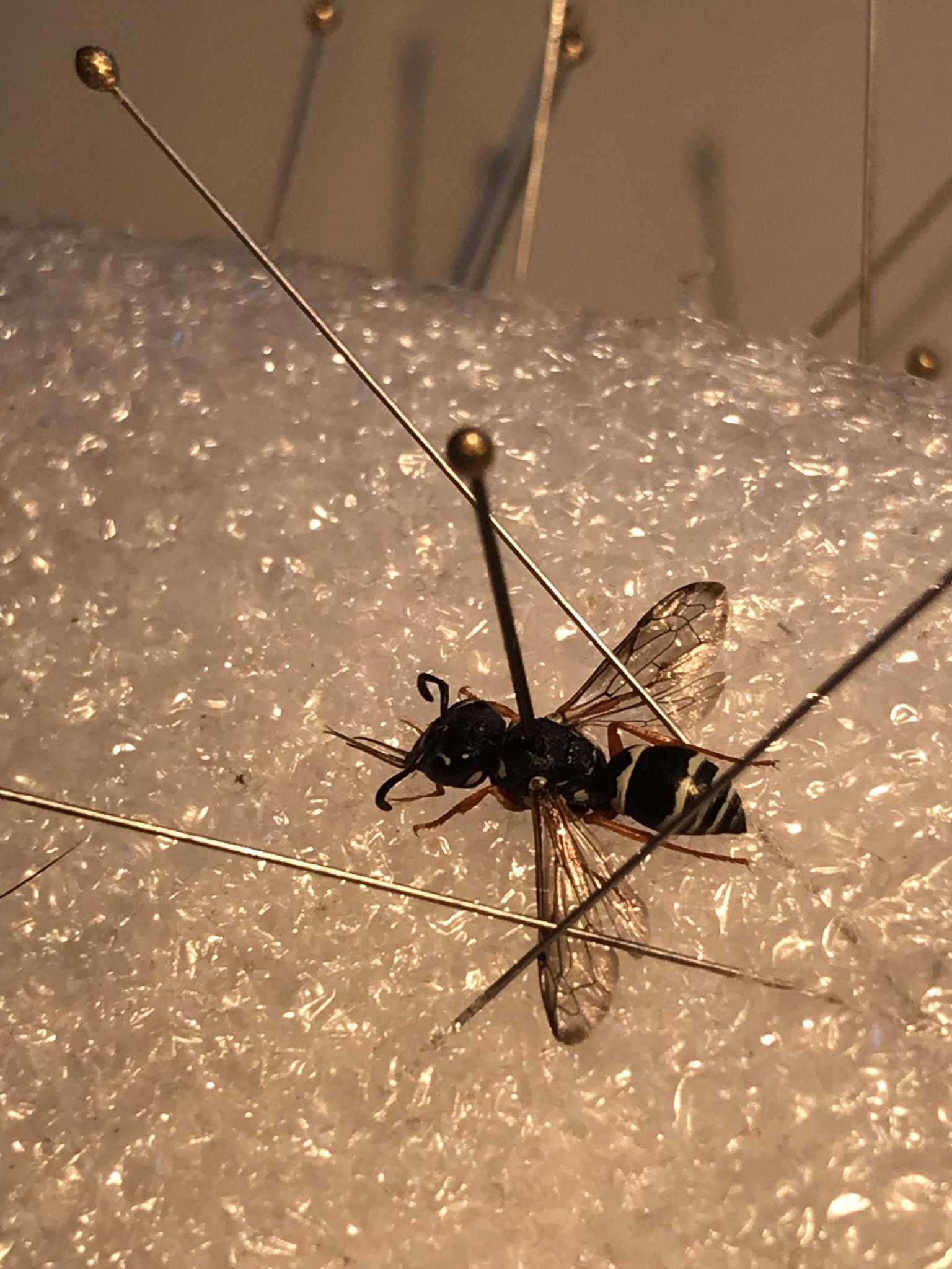 Pterocheilus phaleratus (Panzer, 1797)