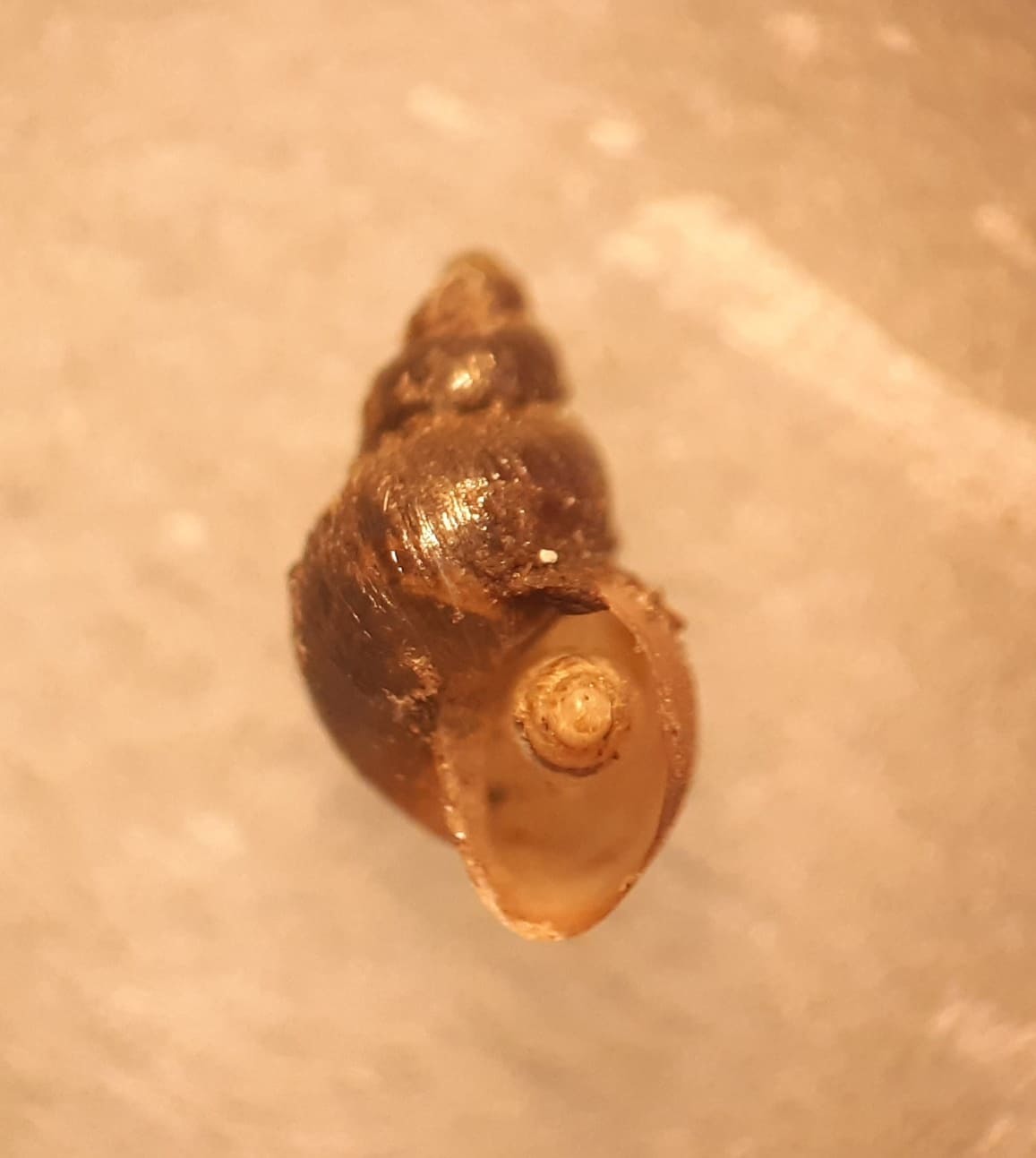 Galba truncatula (O.F.Müller, 1774)