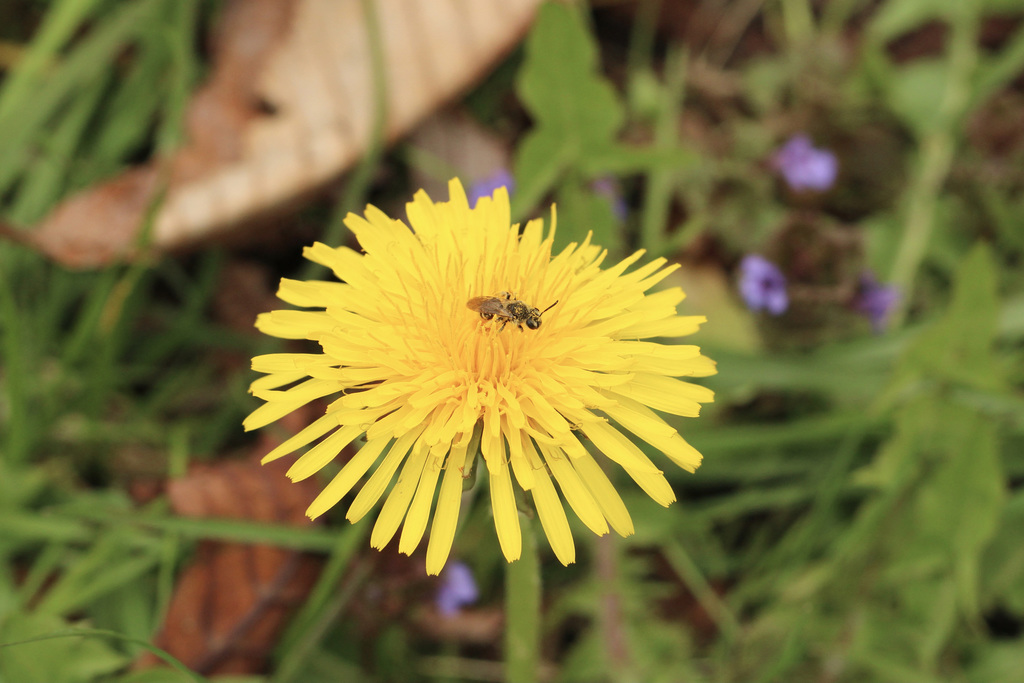 Bees from Suffolk, Massachusetts, United States on May 02, 2022 at 11: ...